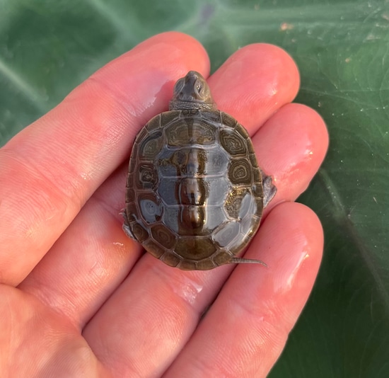 Northern Diamondback Terrapins Box Turtle by Cameron Lamb Exotics