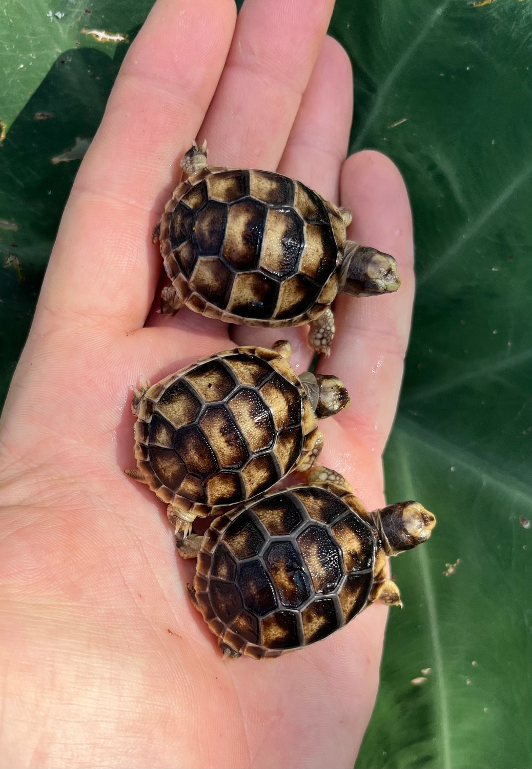 Marginated Tortoise by Cameron Lamb Exotics - MorphMarket