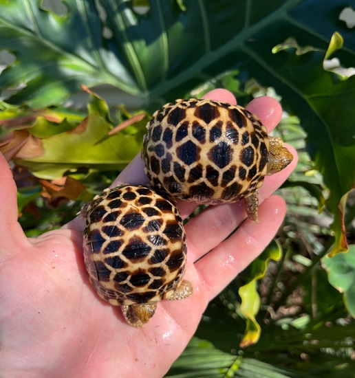 Burmese Star Tortoises Indian Star Tortoise by Cameron Lamb Exotics