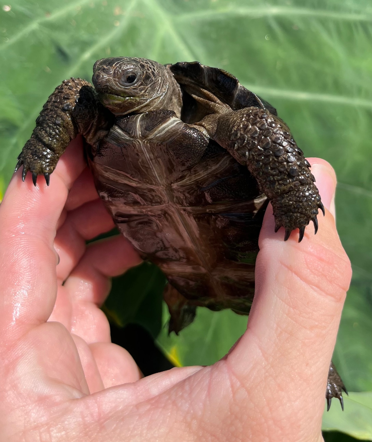 Aldabra Tortoises by Cameron Lamb Exotics - MorphMarket