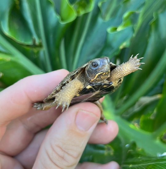 North American Wood Turtles by Cameron Lamb Exotics