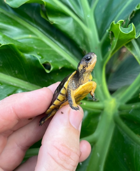 Gulf Coast Box Turtle by Cameron Lamb Exotics