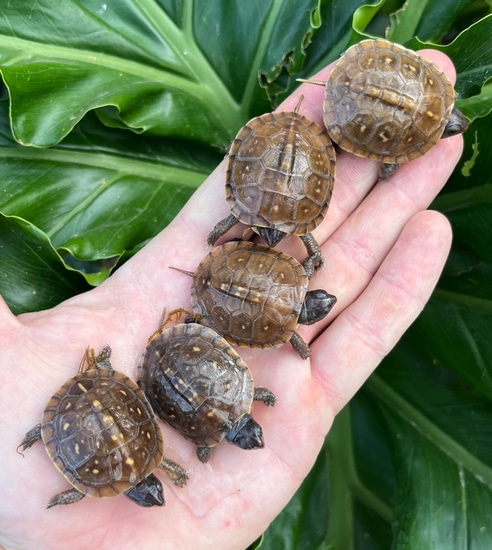 3 Toe Box Turtles by Cameron Lamb Exotics