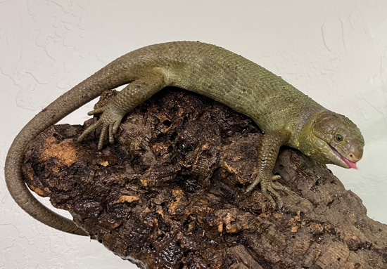 Monkey Tail Skink Monkey-Tailed Skink by Cameron Lamb Exotics