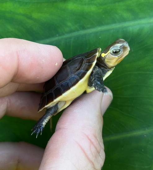 Chinese Box Turtles by Cameron Lamb Exotics