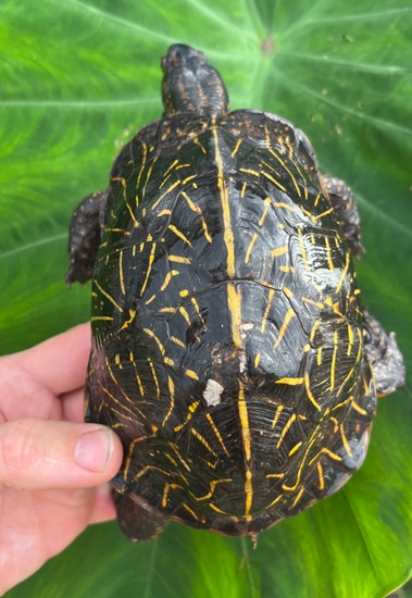 Florida Box Turtle by Cameron Lamb Exotics