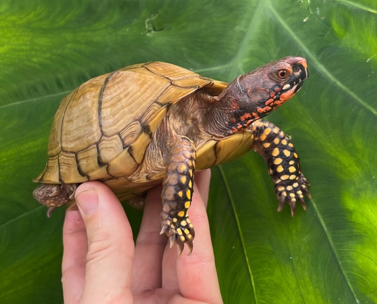 3 Toe Box Turtle by Cameron Lamb Exotics