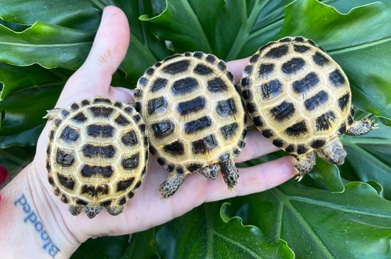 Captive Born Russian Tortoises by Cameron Lamb Exotics