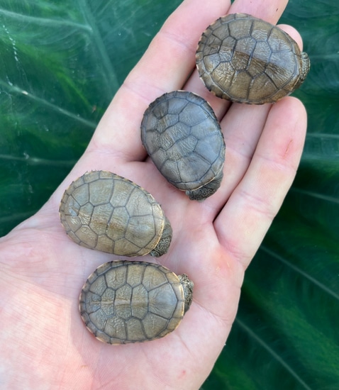 West African Mud Turtles Mud & Musk Turtles by Cameron Lamb Exotics