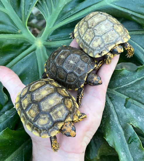 Yellow Foot Tortoise Yellow-Footed Tortoise by Cameron Lamb Exotics