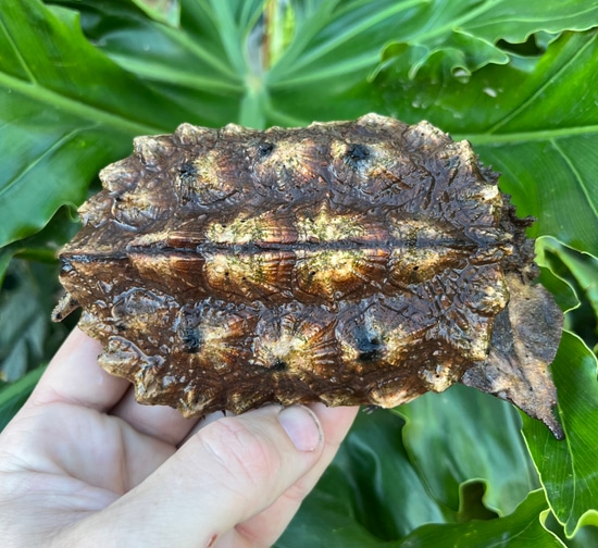 Peruvian Mata Mata More Turtle by Cameron Lamb Exotics