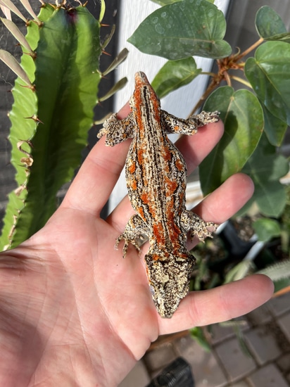 RTB Gargoyle Gargoyle Gecko by Cameron Lamb Exotics