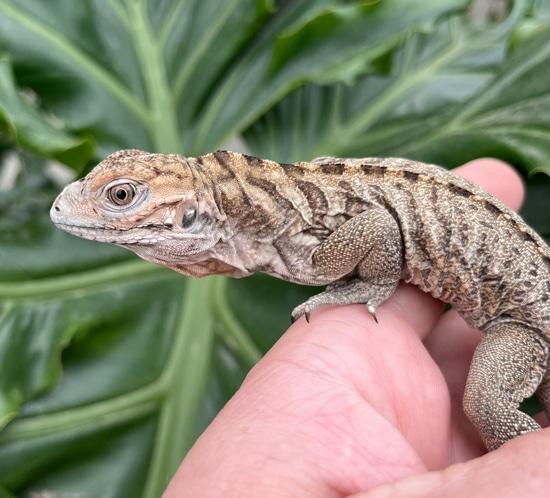 Rhino Iguanas Other Iguana by Cameron Lamb Exotics