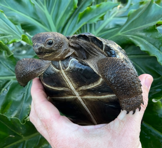 Big Aldabra Yearling 7 Inches Aldabra Tortoise by Cameron Lamb Exotics