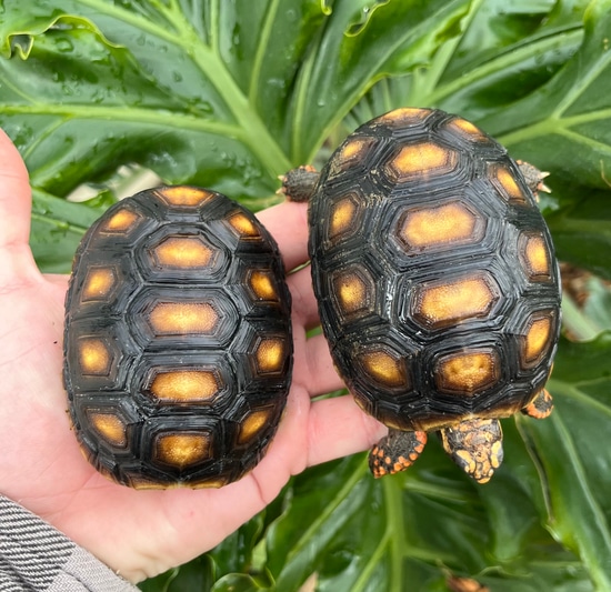 Red Foot Tortoises Red-Footed Tortoise by Cameron Lamb Exotics