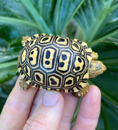 South African Leopards Pardalis Pardalis Leopard Tortoise by Cameron ...