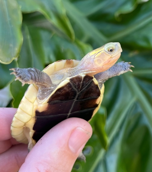 Chinese Box Turtles by Cameron Lamb Exotics
