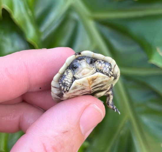 Florida Box Turtles by Cameron Lamb Exotics