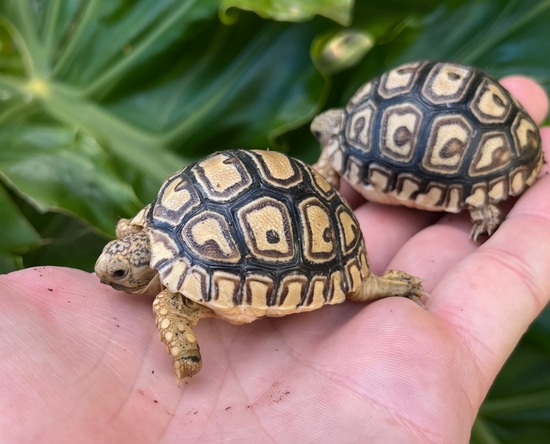 Leopard Tortoises by Cameron Lamb Exotics