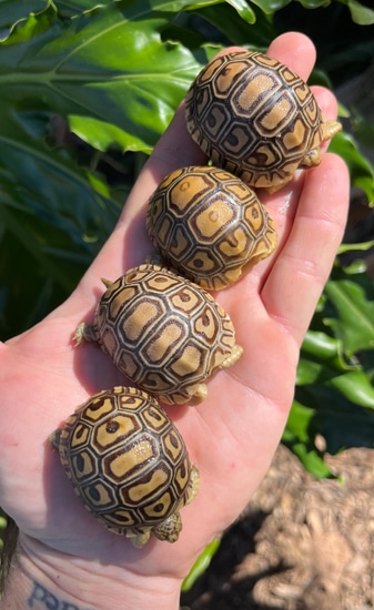 Leopard Tortoises by Cameron Lamb Exotics