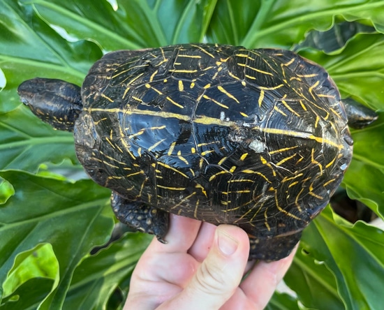 Florida Box Turtle by Cameron Lamb Exotics