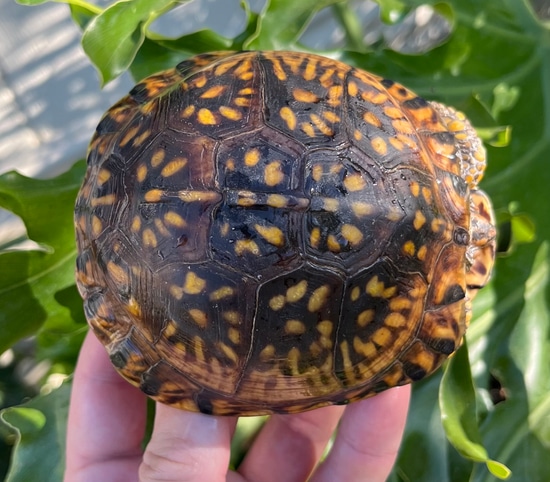Gulf Coast Box Turtles by Cameron Lamb Exotics