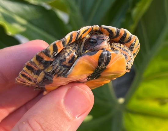 Ornate Wood Turtles by Cameron Lamb Exotics