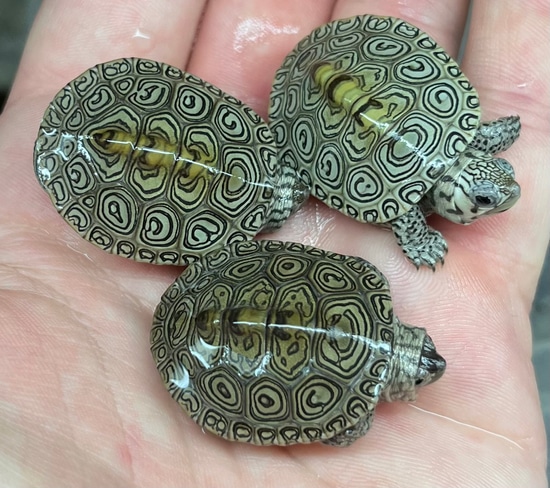 Concentric Diamondback Terrapins by Cameron Lamb Exotics