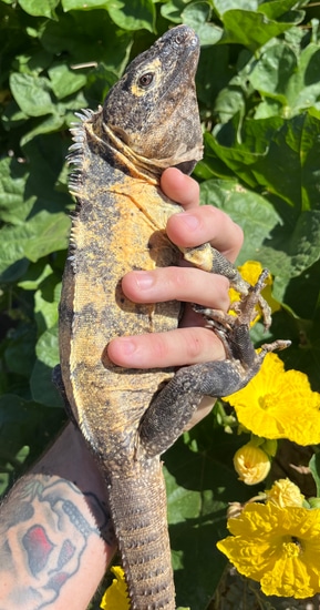 Proven Male Banana Pectinata Other Iguana by Cameron Lamb Exotics