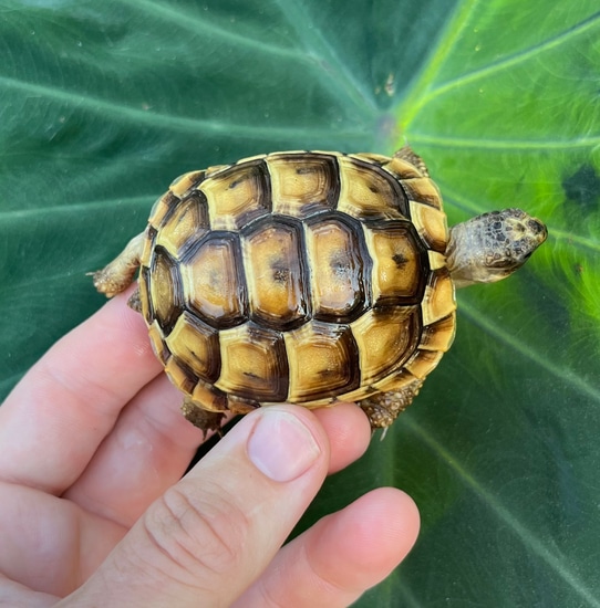 Ibera Greek Greek Tortoise by Cameron Lamb Exotics
