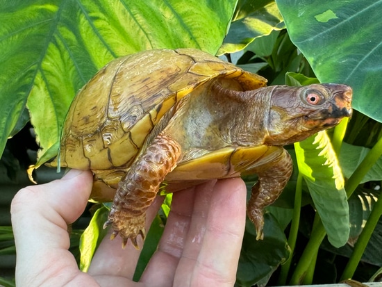 3 Toe Box Turtles by Cameron Lamb Exotics