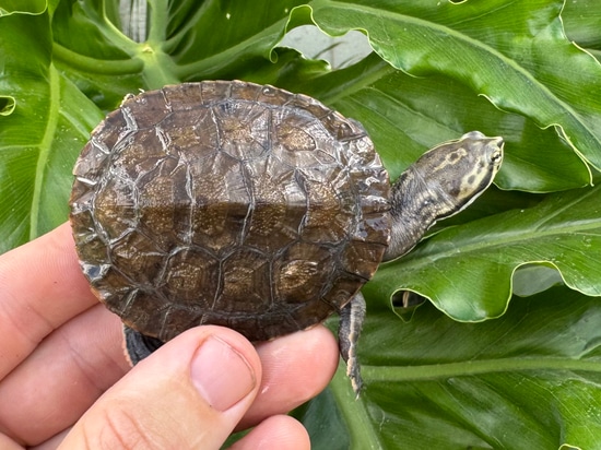 Geoffrey Sideneck Turtle Snake-Necked Turtle by Cameron Lamb Exotics