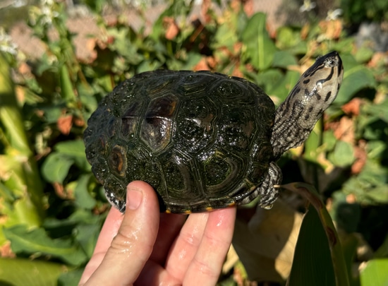 Concentric Diamondback Terrapins by Cameron Lamb Exotics