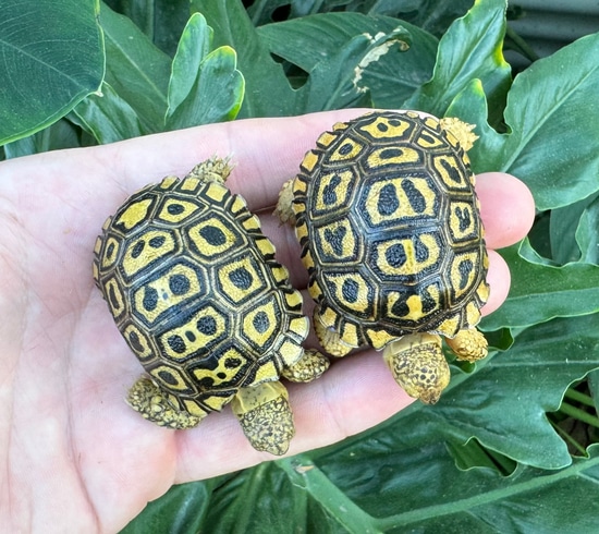 South African Leopards Leopard Tortoise by Cameron Lamb Exotics