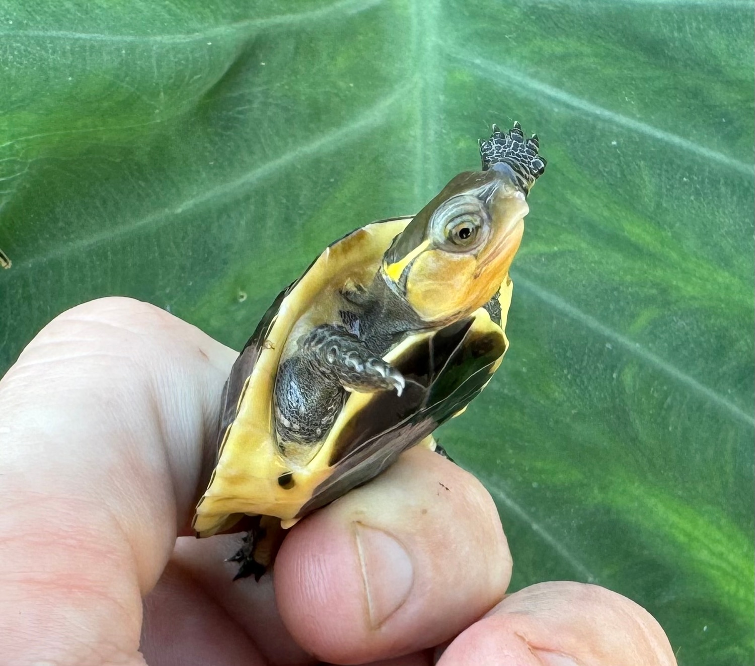 Cameron Lamb Exotics