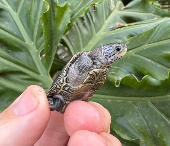 Northern Diamondbacks Terrapin by Cameron Lamb Exotics