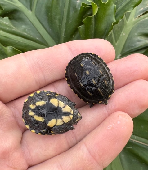 3 Striped Mud Turtles Mud & Musk Turtles by Cameron Lamb Exotics