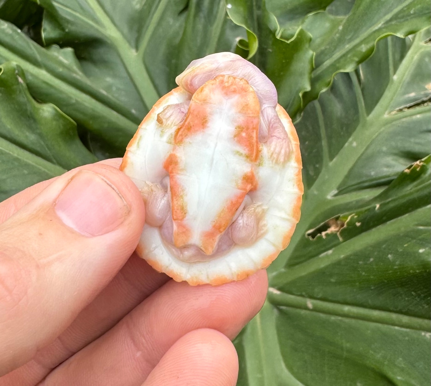 Albino pink belly Sideneck