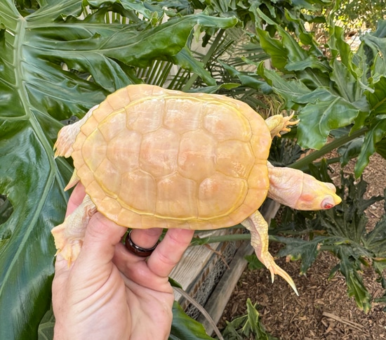 Lubino Slider Turtle by Cameron Lamb Exotics