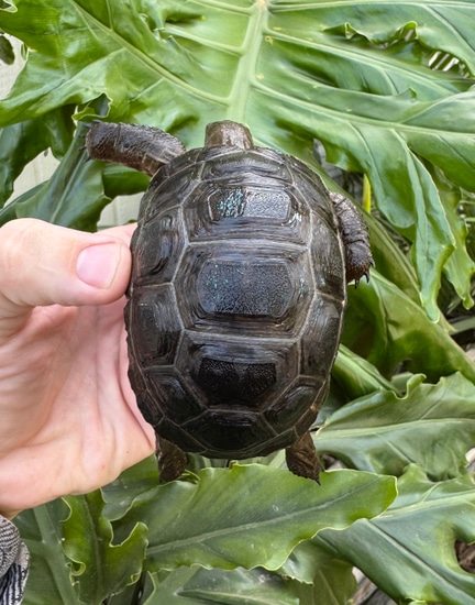 US CBB Aldabra Tortoises by Cameron Lamb Exotics