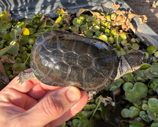 African Dwarf Muds Mud & Musk Turtles by Cameron Lamb Exotics