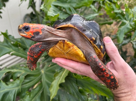Big Bright Female Red-Footed Tortoise by Cameron Lamb Exotics