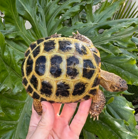Russian Tortoise Pair by Cameron Lamb Exotics