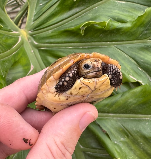 Elongated Tortoise by Cameron Lamb Exotics