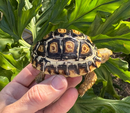 Leopard Tortoise Yearlings by Cameron Lamb Exotics