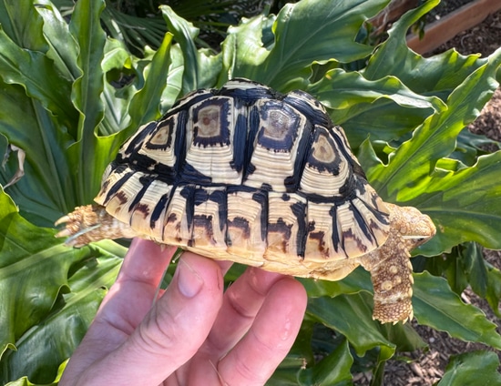 2 Year Old Leopards Leopard Tortoise by Cameron Lamb Exotics