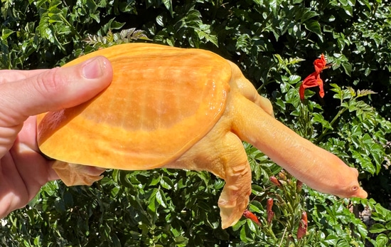 Albino Softshell Turtle by Cameron Lamb Exotics