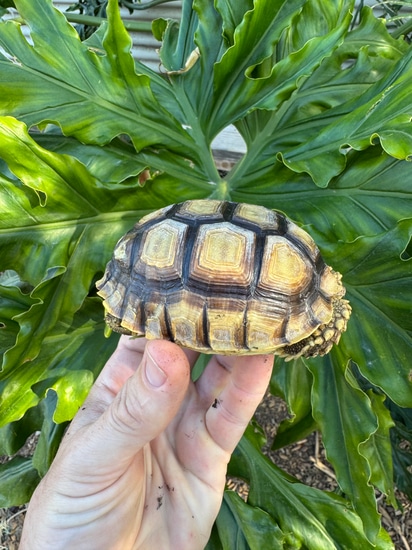 Sulcata Tortoise by Cameron Lamb Exotics