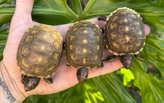Beautiful Baby Yellowfoots Yellow-Footed Tortoise by Cameron Lamb Exotics