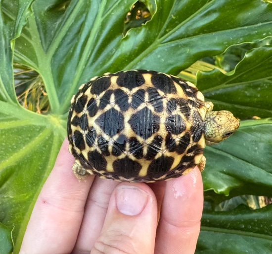 Burmese Star Tortoises More Tortoise by Cameron Lamb Exotics